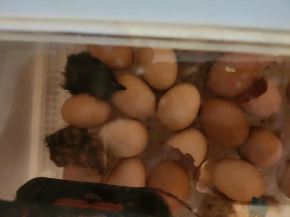 How to Hatch Chicken Eggs: A Complete Guide